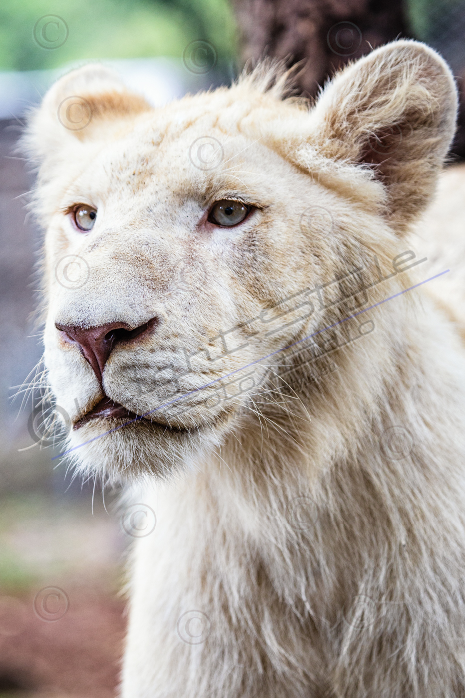 Mauritius-weißer Löwe-1 – Fotostudio Light-Style