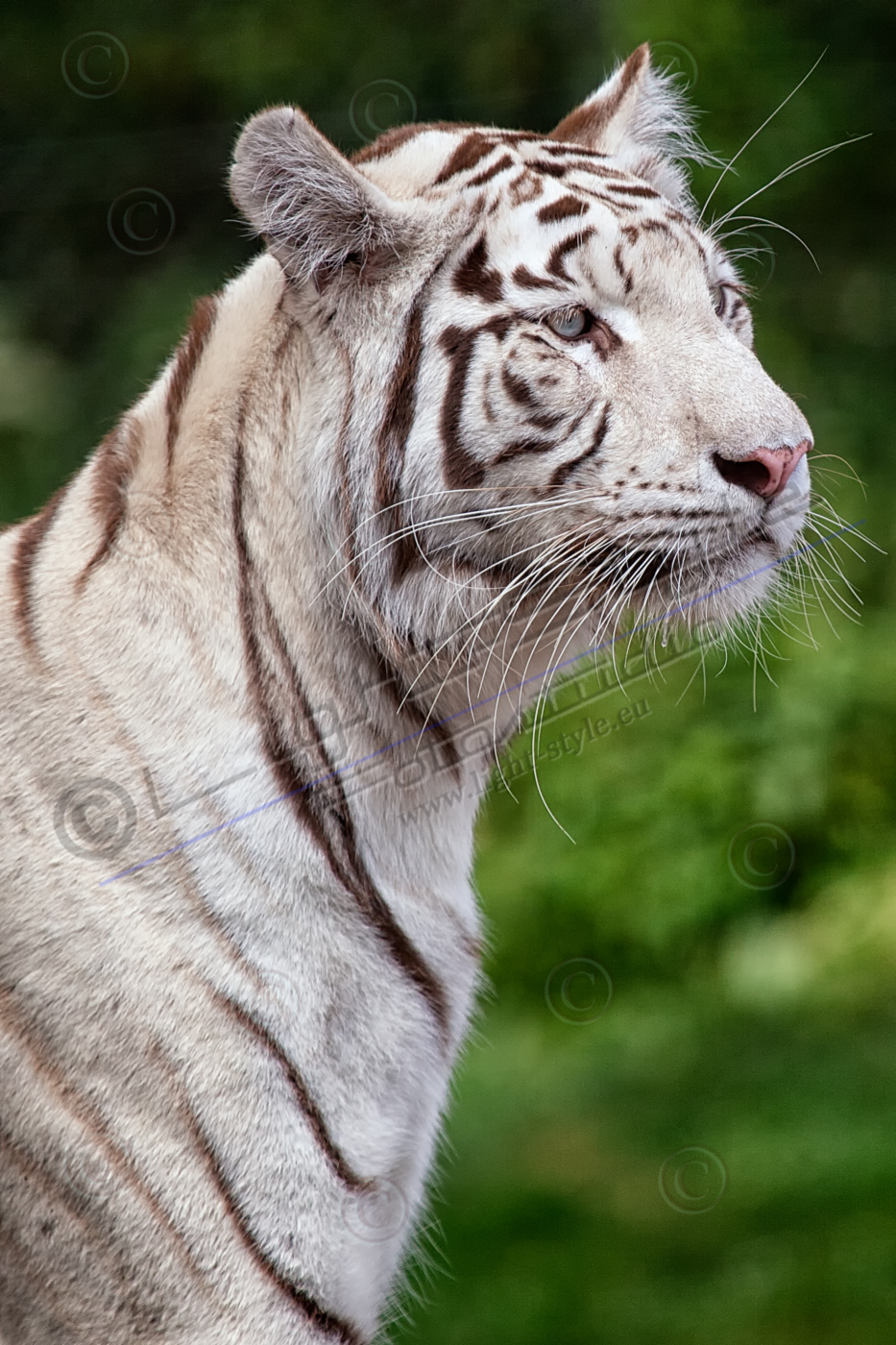 weißer Tiger – 1 – Photo Studio Light-Style