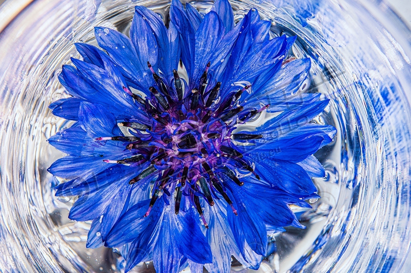 Waterflower-1 – Photo Studio Light-Style